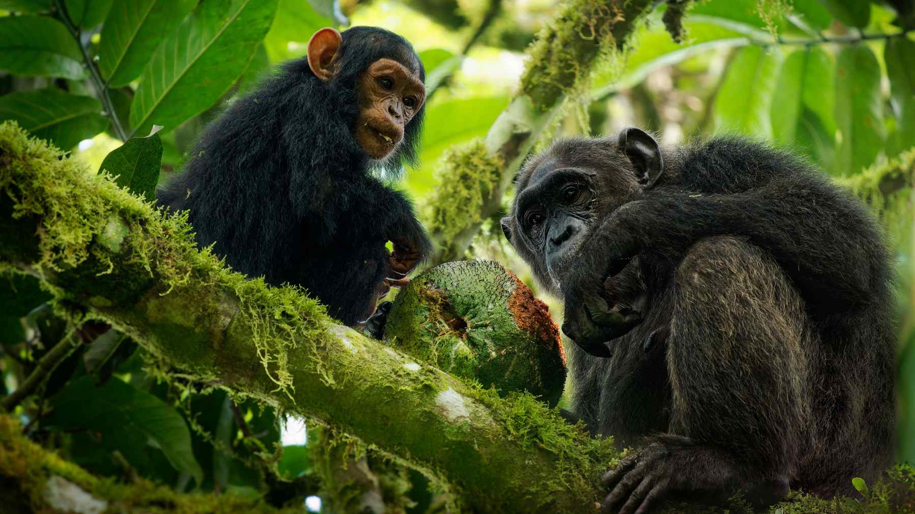 First-Ever Recorded Chimpanzee War Lasted Four Years and Ended in Genocide