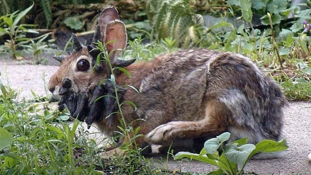 Rabbits in Colorado have tentacle—like growths caused by a virus—there ...