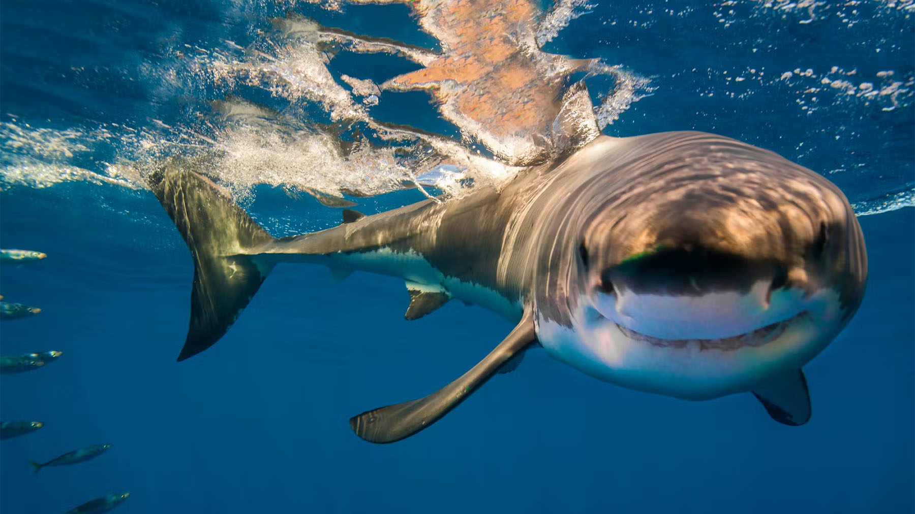 The surprising truth about sharks—a new study reveals that they spent ...