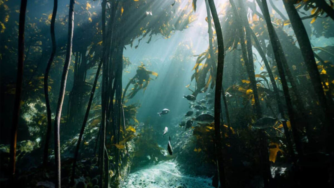 Confirmed—the Coral Triangle is the most biodiverse ecosystem on the ...