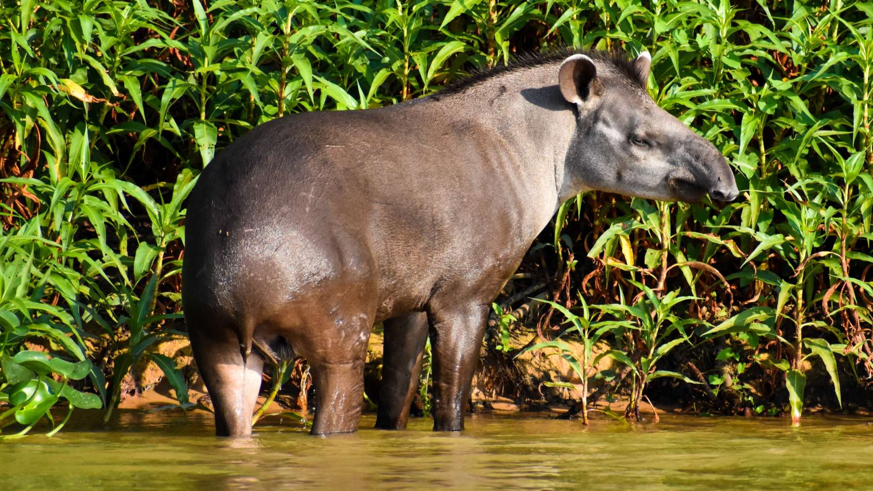 Redescubren un animal que dieron por extinto hace un siglo: esta es la ...